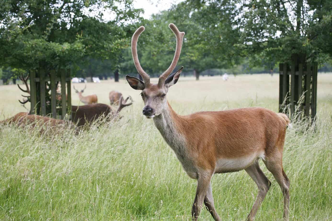 Explore the 8 Royal Parks of London: Best Walks | Hazel’s Travels