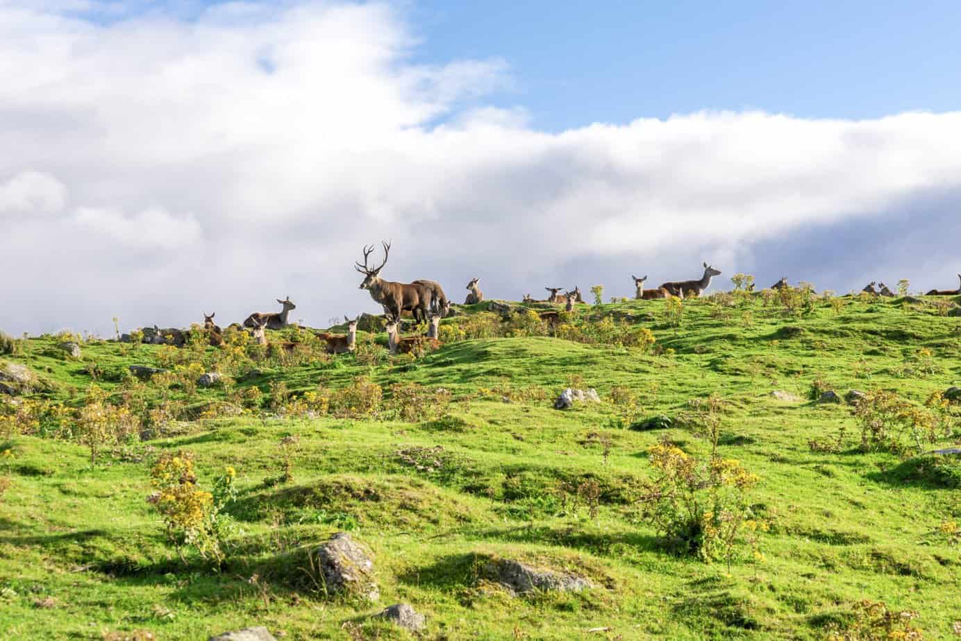 15 Things to Do in Aviemore, Scotland | Hazel’s Travels